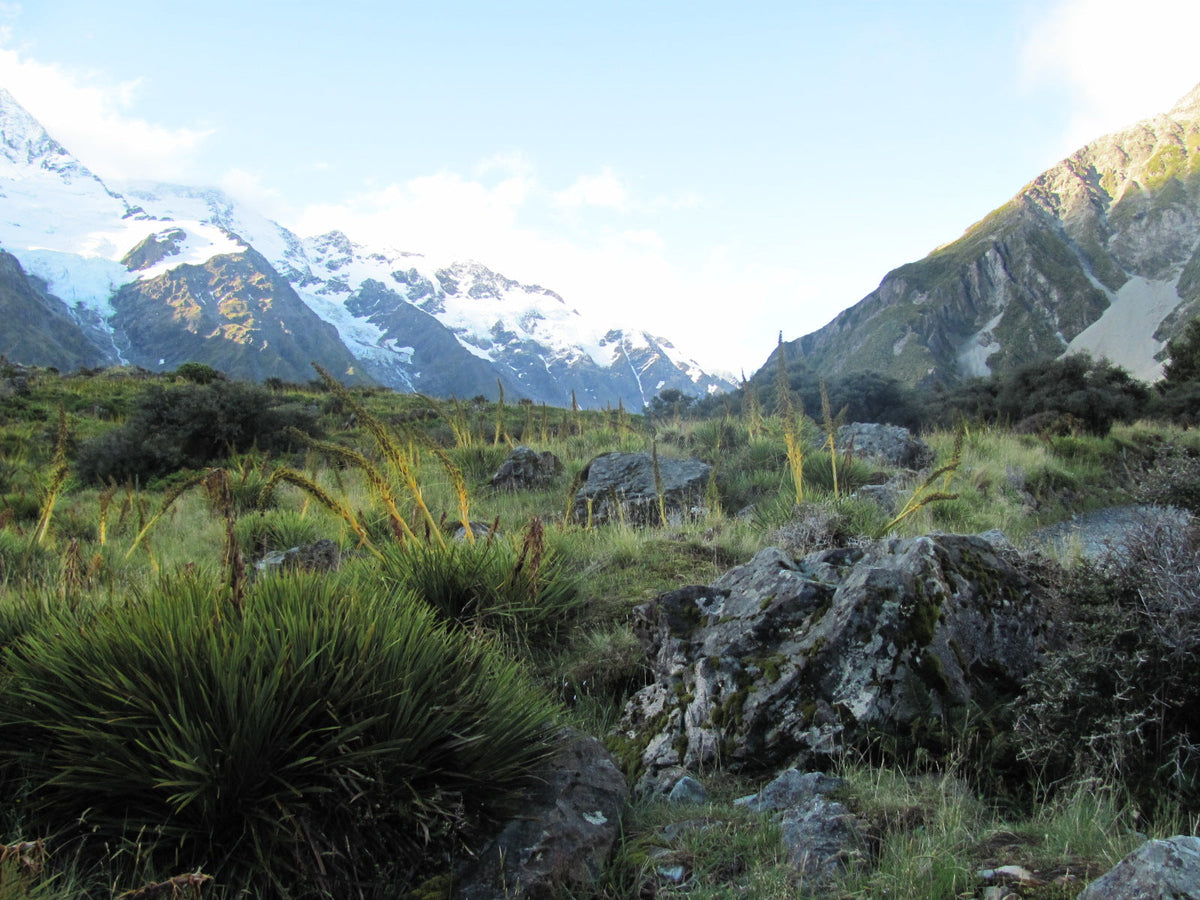 Year-Round Beauty with NZ Alpine Native Plants: Seasonal Interest and ...