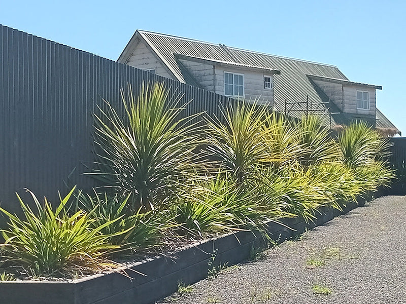 Creating Thriving Full Sun Gardens with New Zealand Native Plants ...