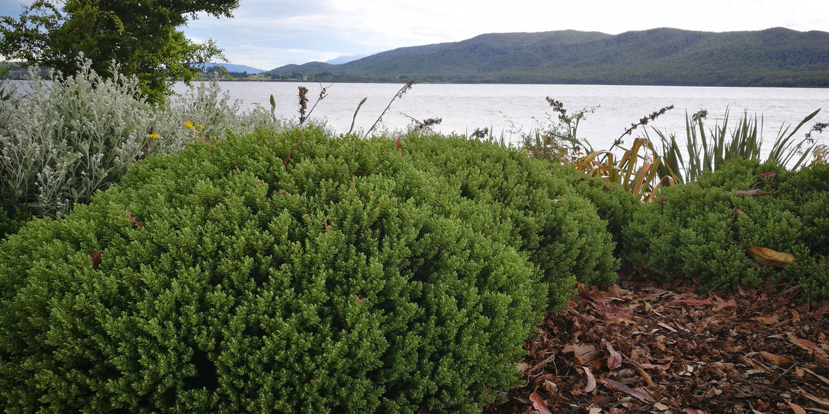 Designing Wind-Resilient NZ Native Gardens — Greenmachine