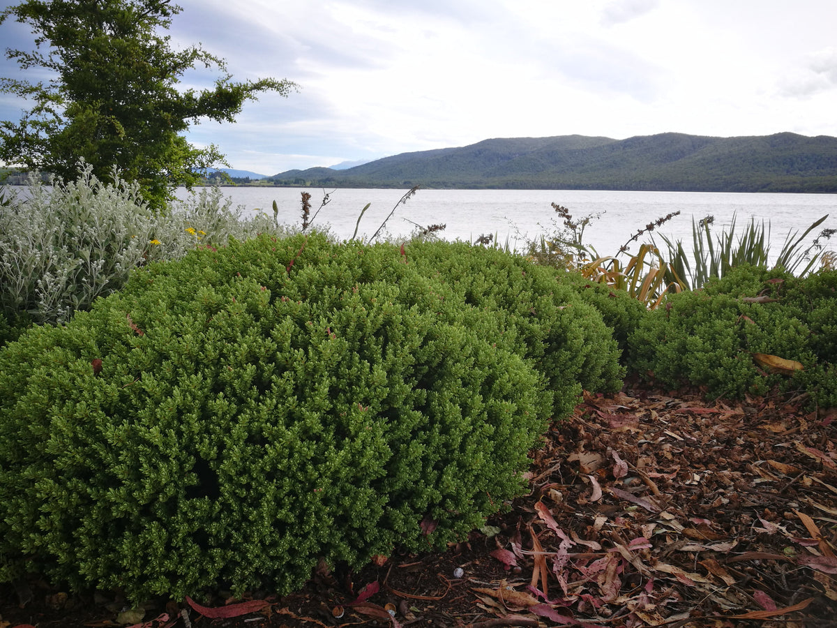 Designing Wind-Resilient NZ Native Gardens — Greenmachine