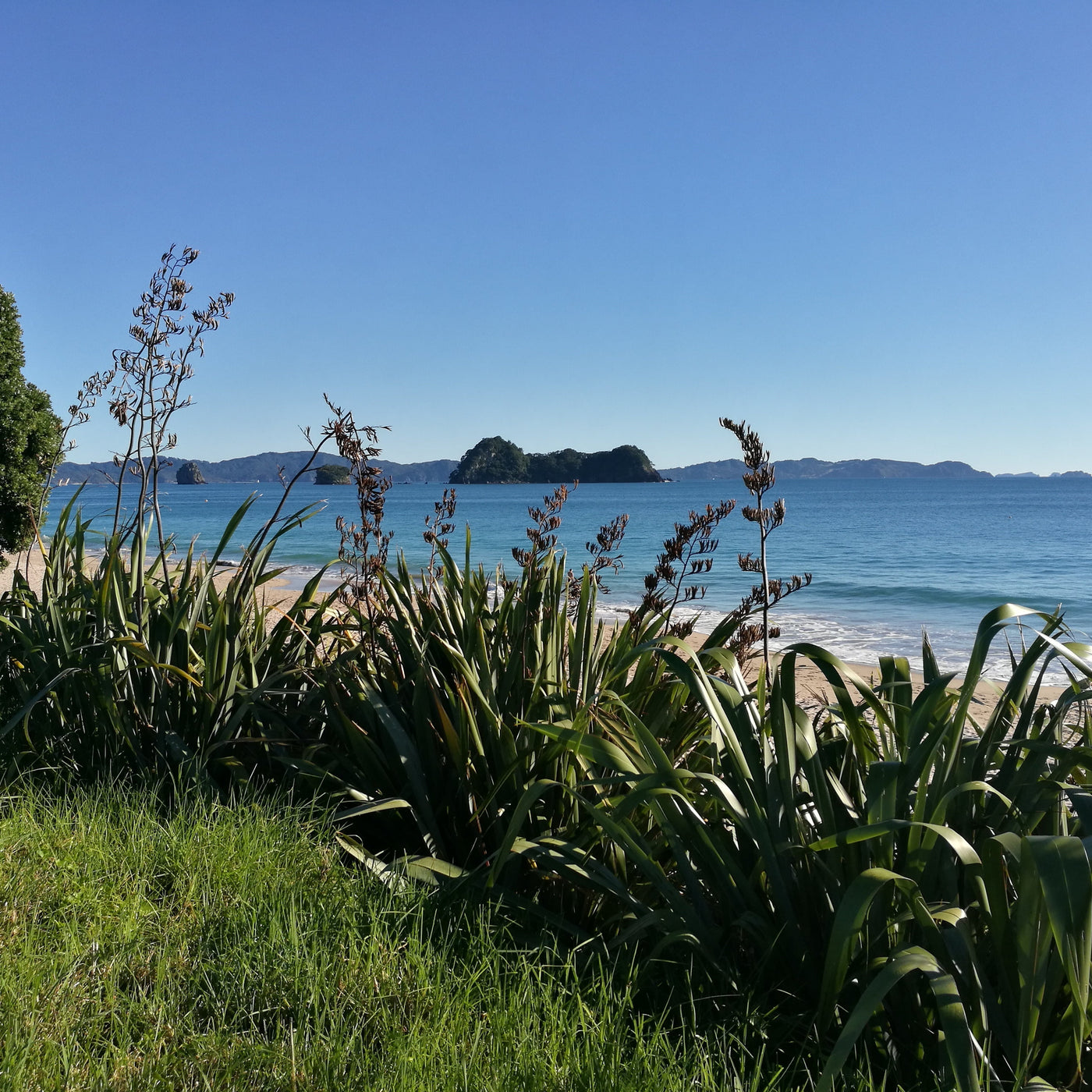 NZ Native Plants for Coastal Sites — A Complete Guide — Greenmachine