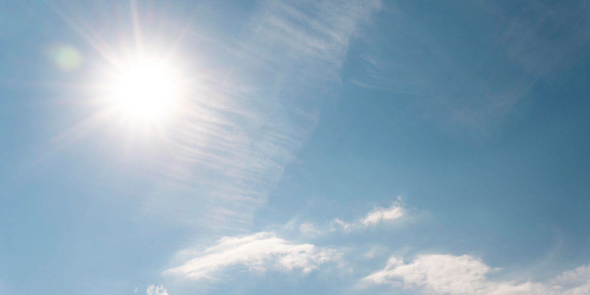 Designing a Low-Maintenance Full Sun Native Garden in New Zealand ...