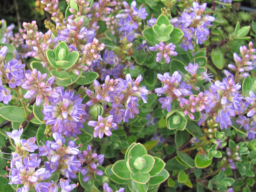 5x Hebe Inveray - $5.99 each — Greenmachine