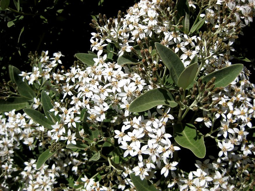 Coastal — Greenmachine