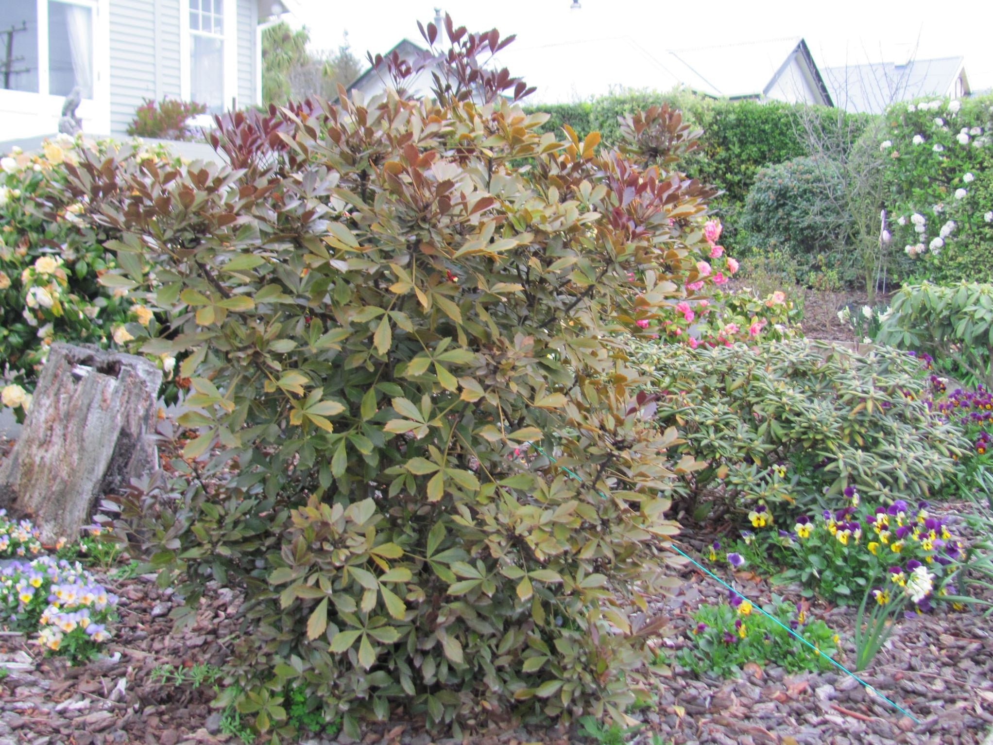 Pseudopanax purpurea — Greenmachine
