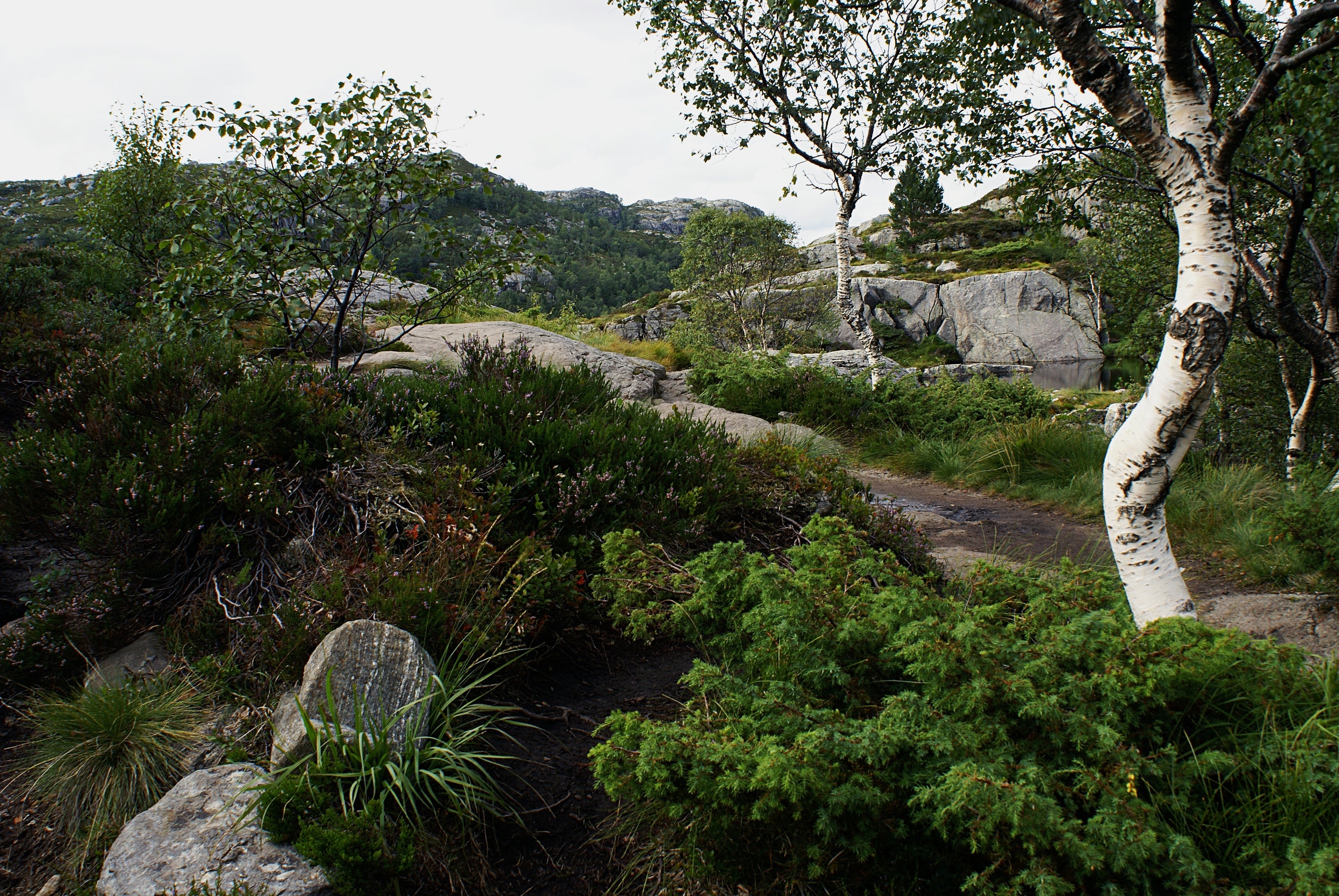 NZ Native Plants for Banks, Cliffs and Steep Hills — A Complete Guide ...