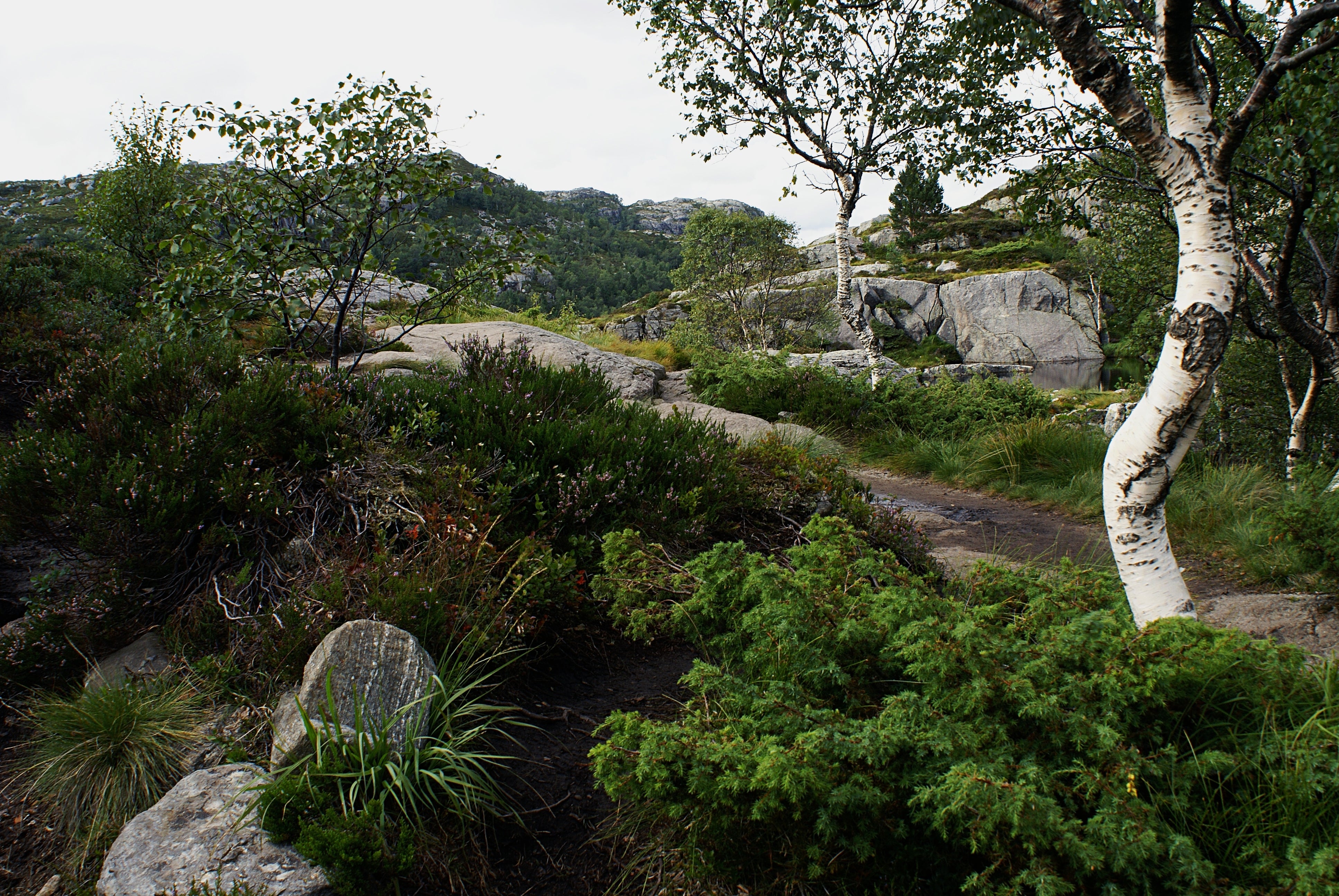 NZ Native Plants for Banks, Cliffs and Steep Hills — A Complete Guide ...