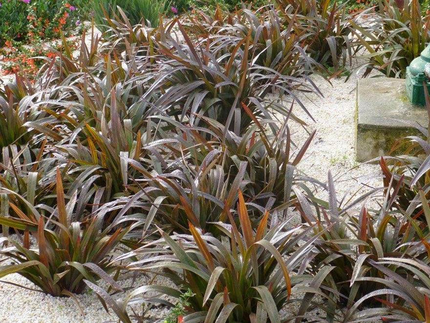 Dianella Flame — Greenmachine