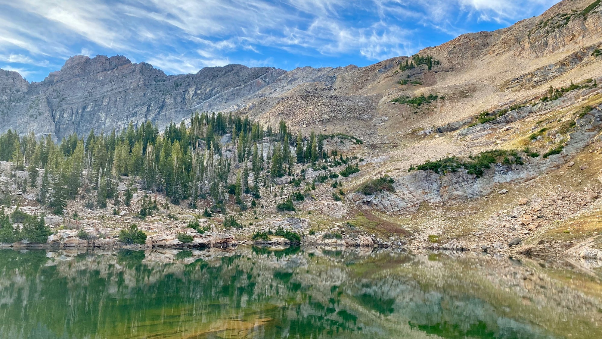 NZ Native Plants for Alpine Conditions — A Complete Guide — Greenmachine