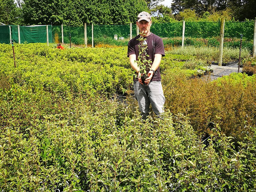 5x Golden Ake Ake - $5.99 each — Greenmachine