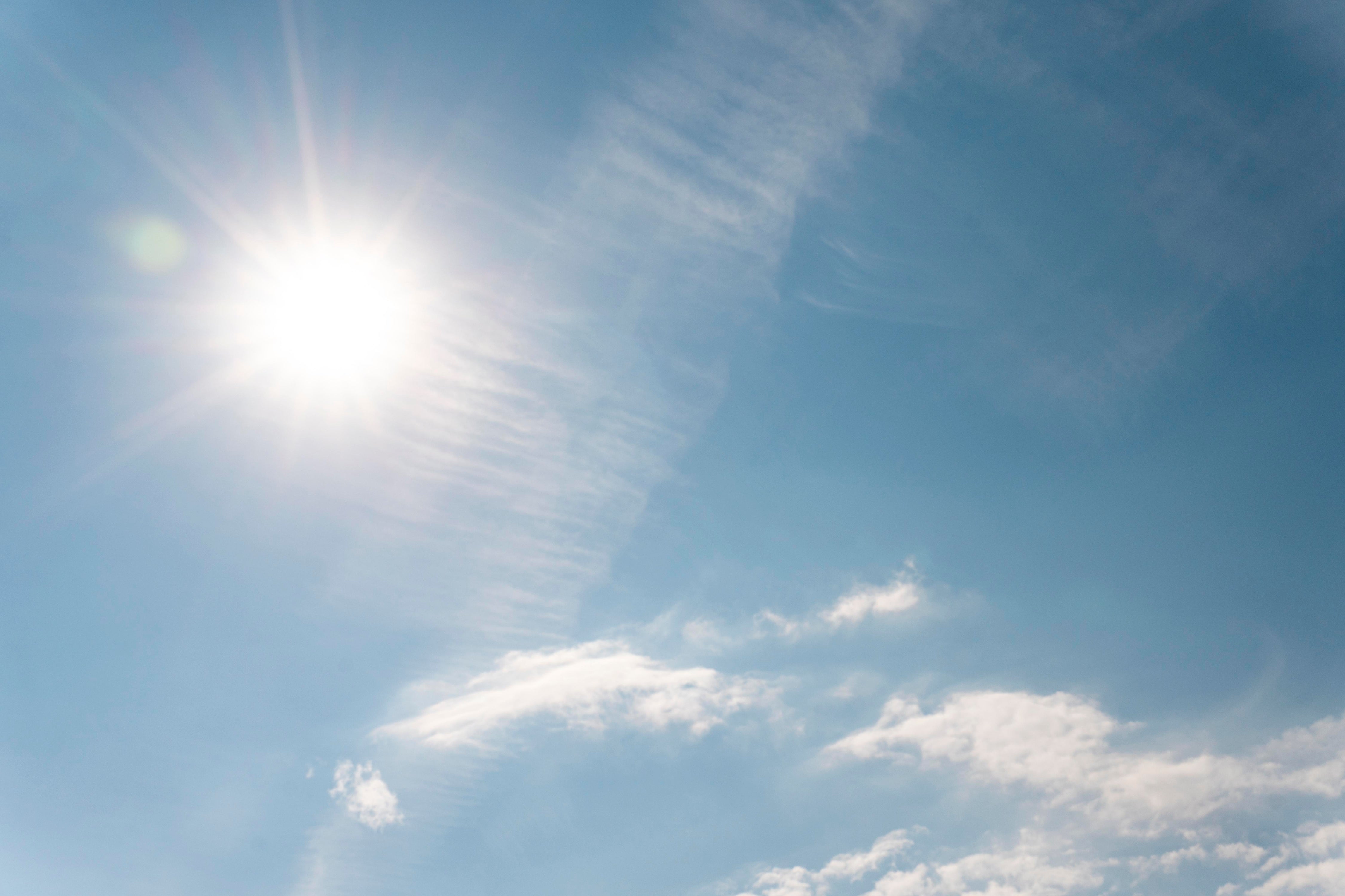 NZ Native Plants for Full Sun — A Complete Guide — Greenmachine