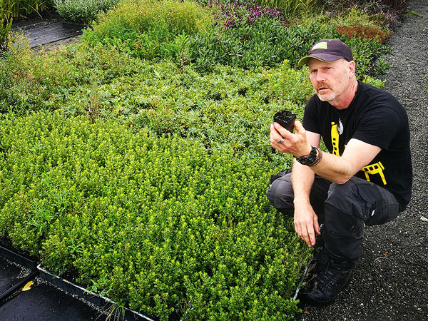 Olearia Nummularifolia – Greenmachine